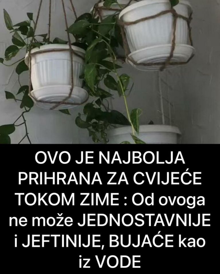 OVO JE NAJBOLJA PRIHRANA ZA CVIJEĆE TOKOM ZIME : Od ovoga ne može JEDNOSTAVNIJE i JEFTINIJE ...
