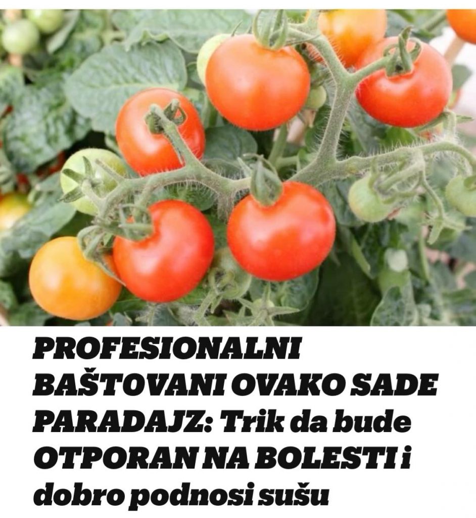 PROFESIONALNI BAŠT0VANI OVAKO SADE PARADAJZ: Trik da bude OTPORAN NA ...