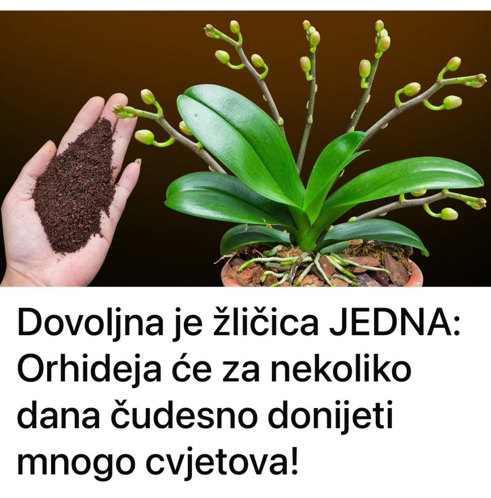 Dovoljna je žličica JEDNA: Orhideja će za nekoliko dana čudesno ...