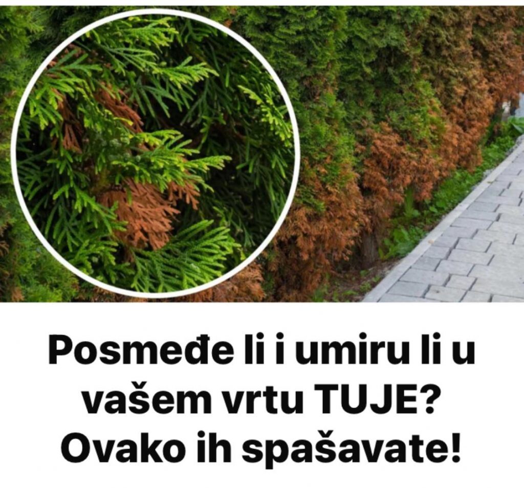STAVITE U MLIJEKO 1 SASTOJAK I OSLOBODIT ĆE VAS SUHOG I NAPORNOG KAŠLJA ...