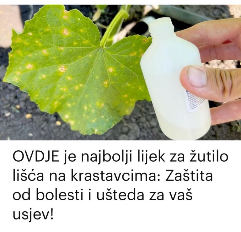 OVDJE je najbolji lijek za žutilo lišća na krastavcima: Zaštita od ...