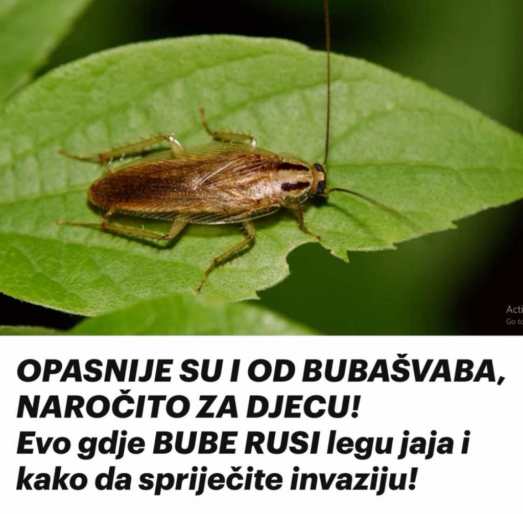 OPASNIJE SU I OD BUBAŠVABA, NAROČITO ZA DJECU! Evo gdje BUBE RUSI legu ...