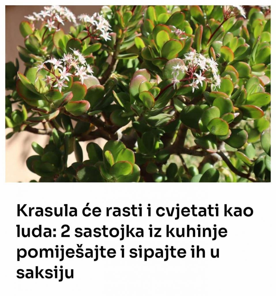 Krasula će rasti i cvjetati kao luda: 2 sastojka iz kuhinje pomiješajte ...