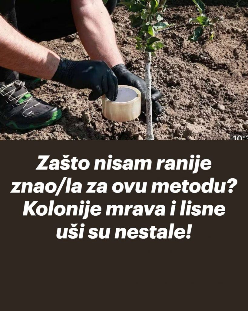 Zašto nisam ranije znao/la za ovu metodu? Kolonije mrava i lisne uši su nestale! ⋆ BALKAN PLUS